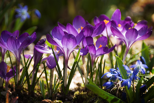 Spring Cleansing with Traditional Chinese Medicine